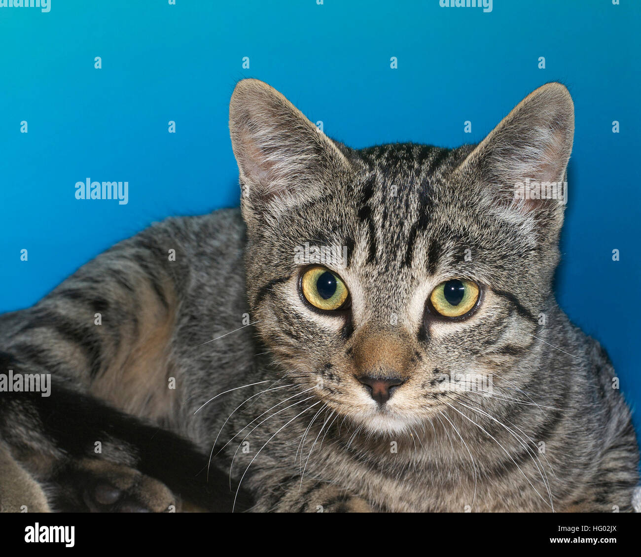 Portrait of a gray and tan tabby on blue textured background Stock ...