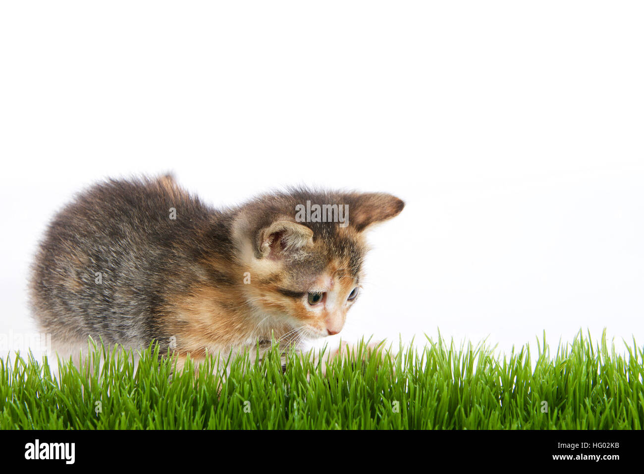 Orange black and white tricolor calico tortie tabby kitten lunging at ...