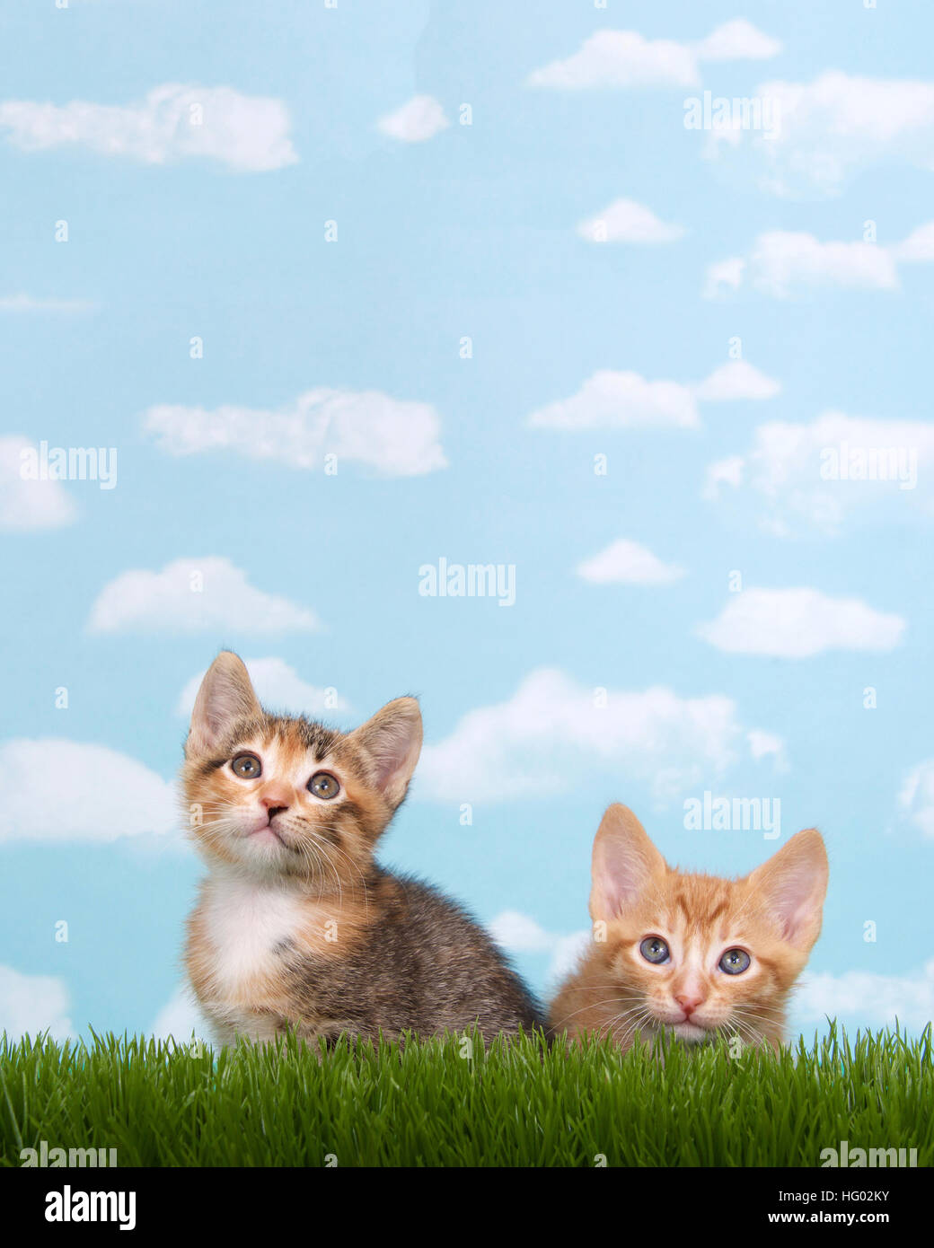 Three kittens in tall grass with blue sky background white fluffy ...
