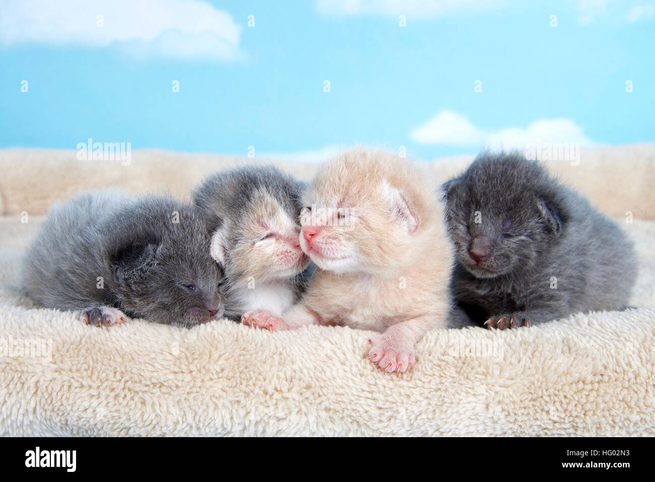 Fuzzy cloud hi-res stock photography and images - Alamy