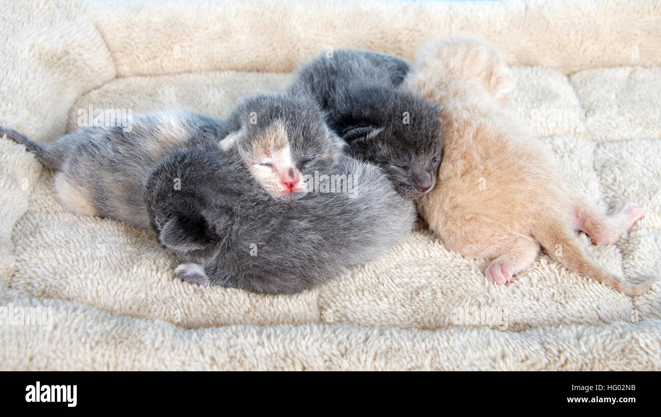 four one week old kittens eyes still mostly closed laying together on a ...