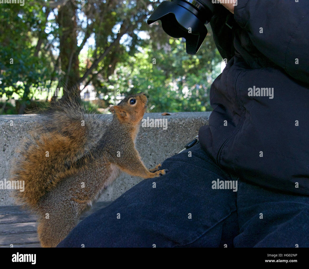Funny squirrel looking camera hi-res stock photography and images - Alamy