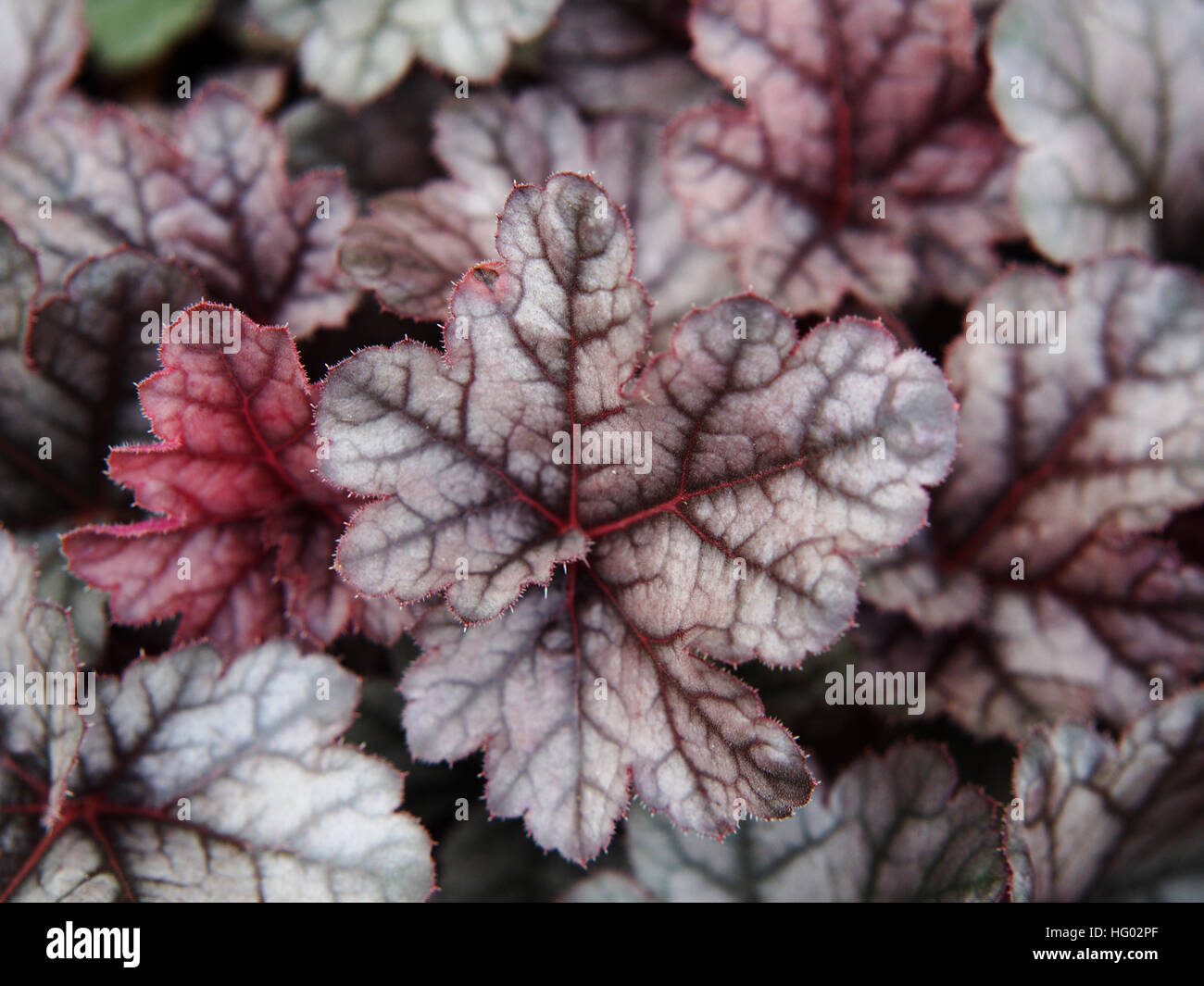Heuchera 'Cinnabar Silver' - alumroot, coral bells Stock Photo - Alamy