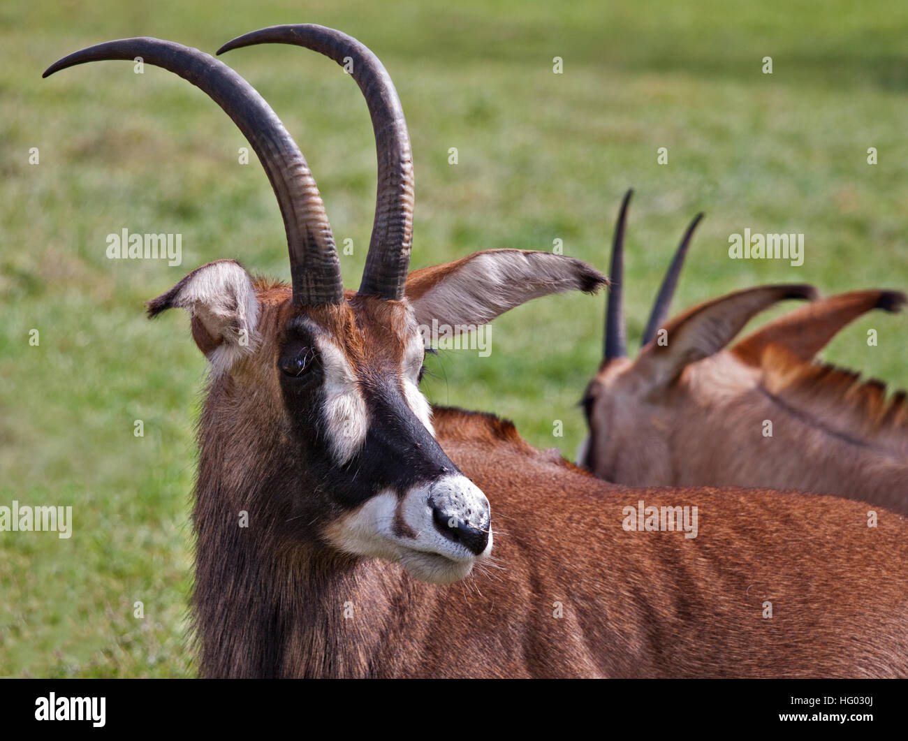 Roan Antelope 123rf