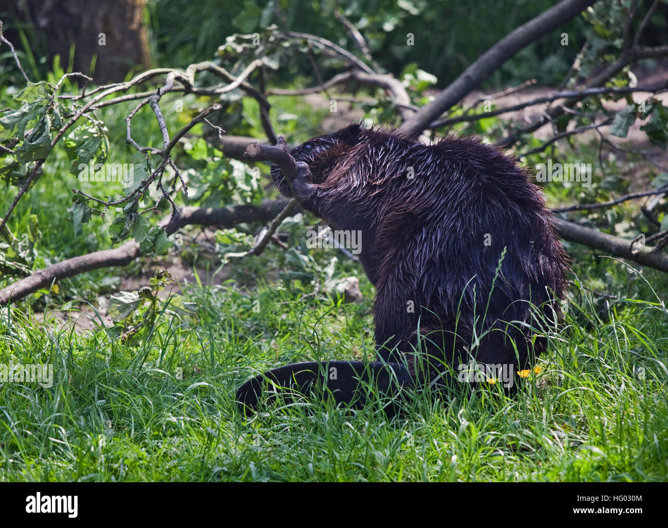 European Beaver (castor fiber) chewing branch Stock Photo - Alamy