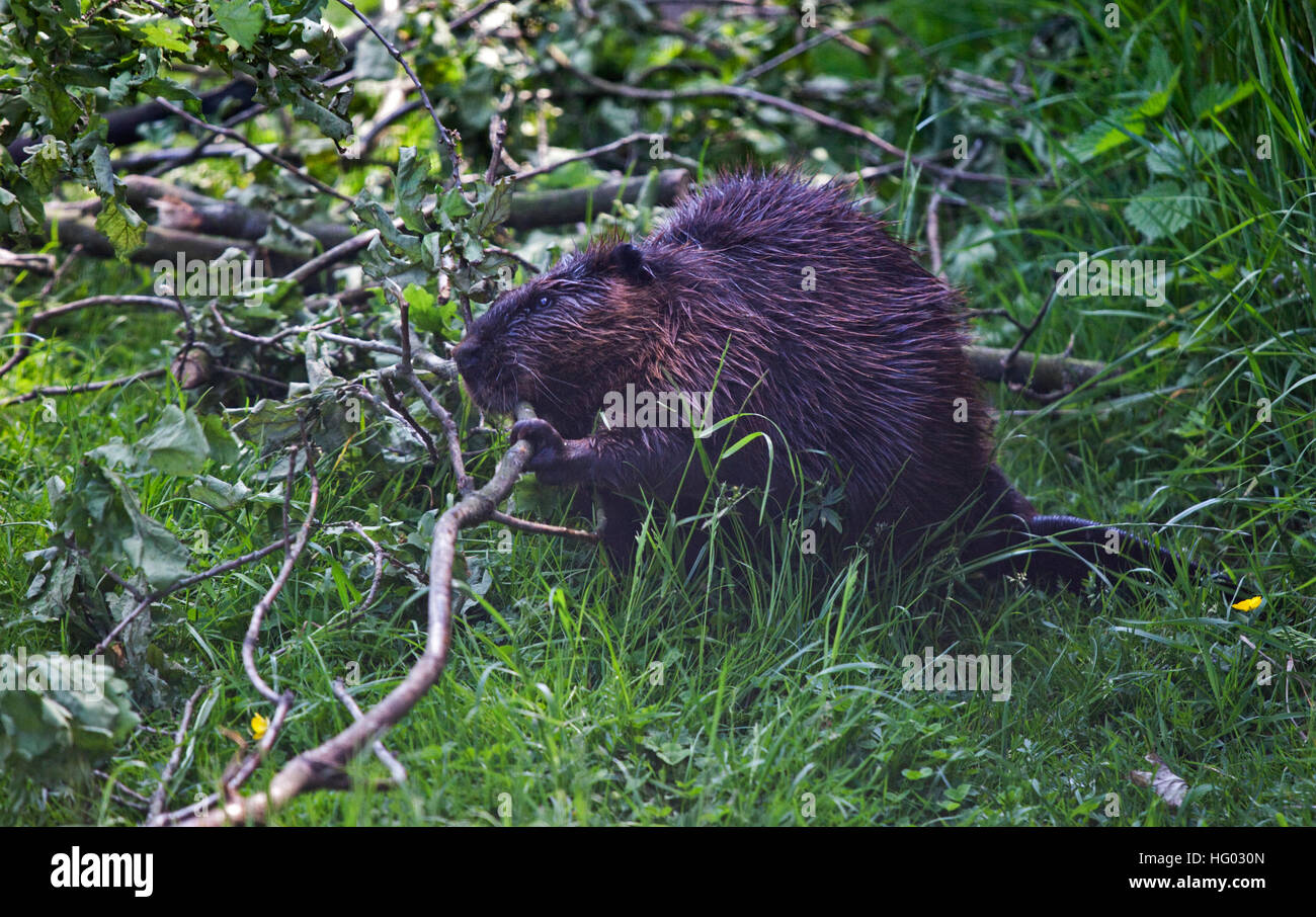 European Beaver (castor fiber) chewing branch Stock Photo - Alamy