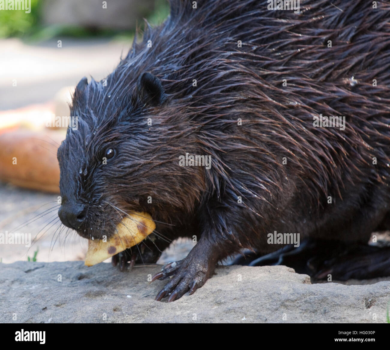 Beaver castor fiber feeding hi-res stock photography and images - Alamy