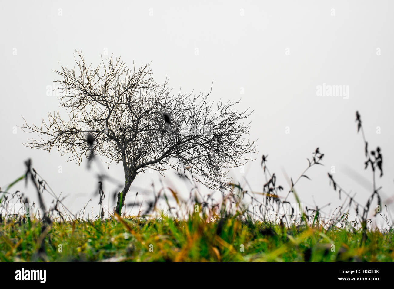 Tree without leaves hi-res stock photography and images - Alamy