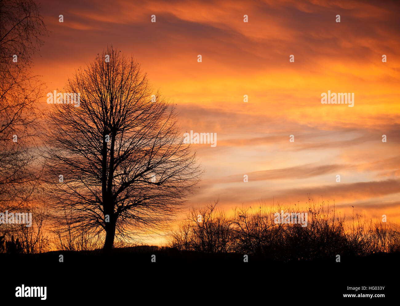 Tree in sunset time with a vibrant sunset Stock Photo - Alamy