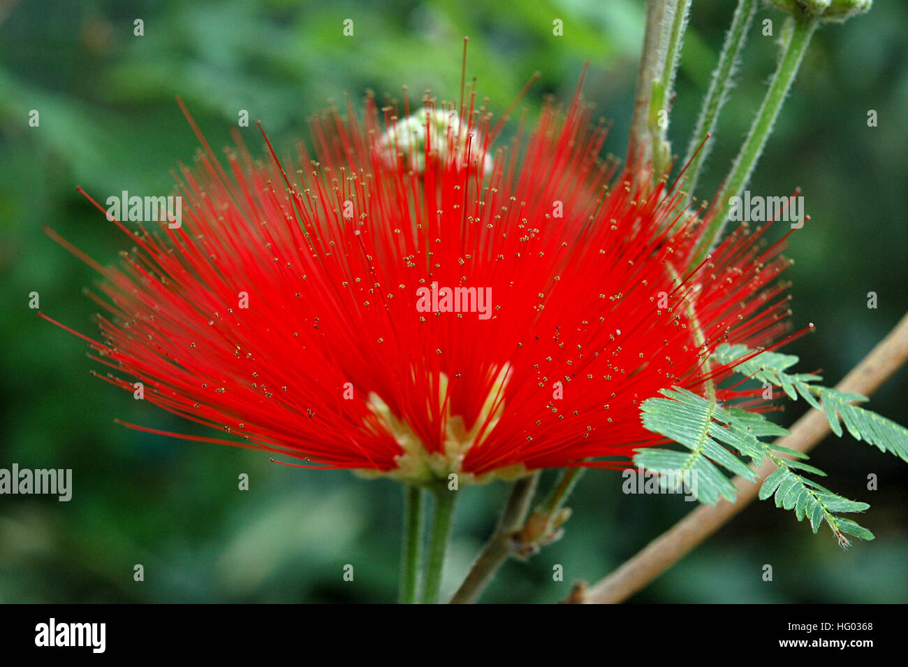 Calliandra plant hi-res stock photography and images - Alamy