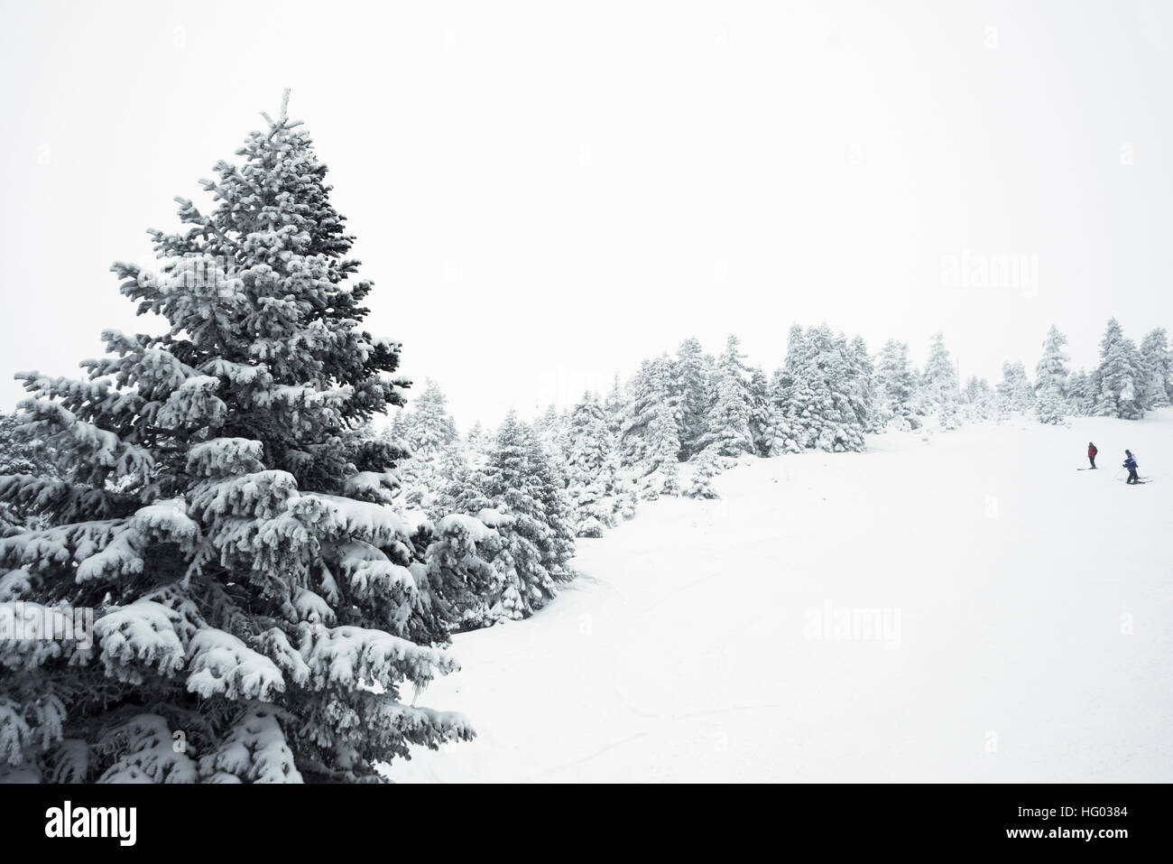 Pine trees and snow in winter landscape and three people skiing Stock ...