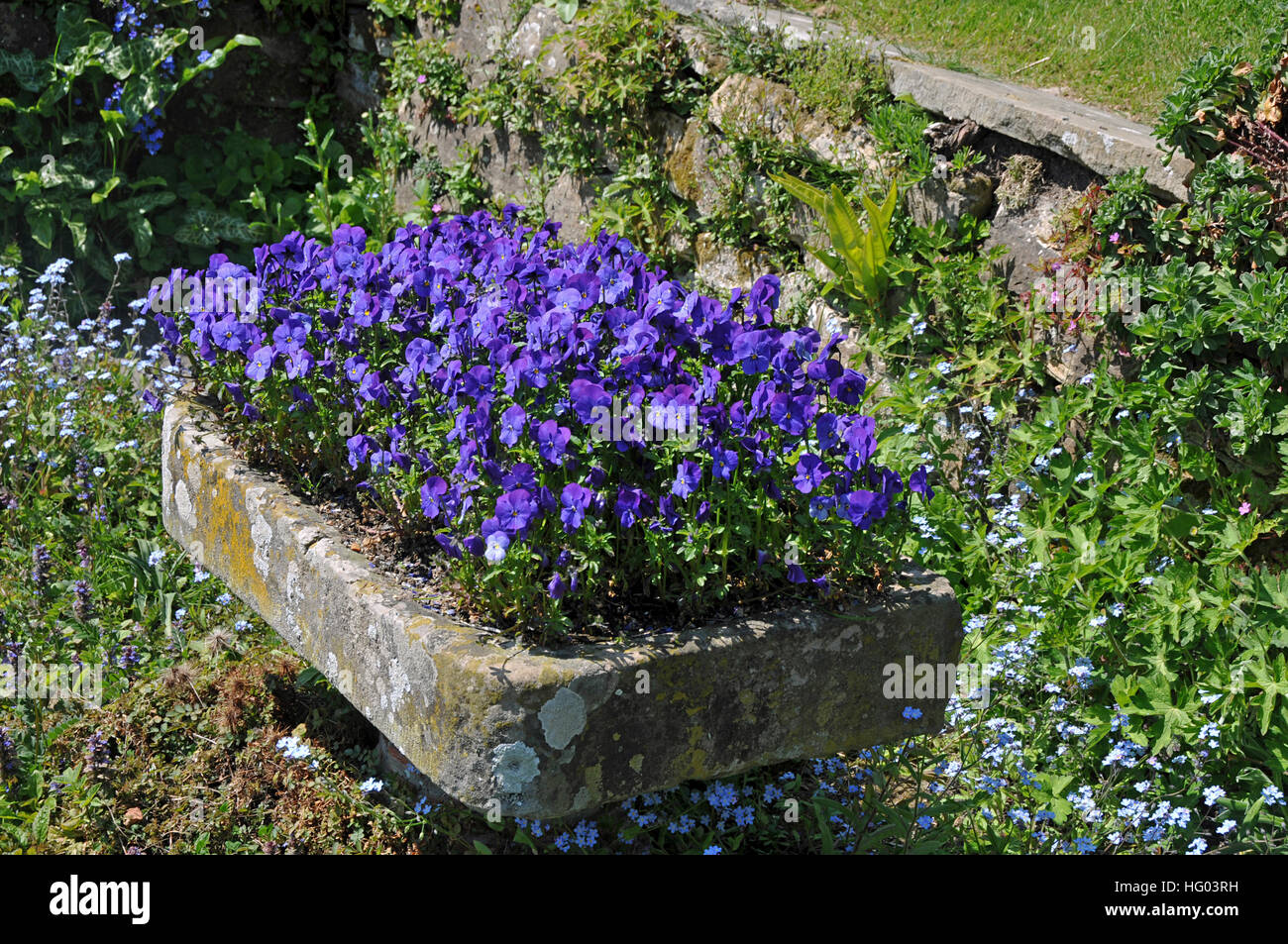 Spring trough plants hi-res stock photography and images - Alamy