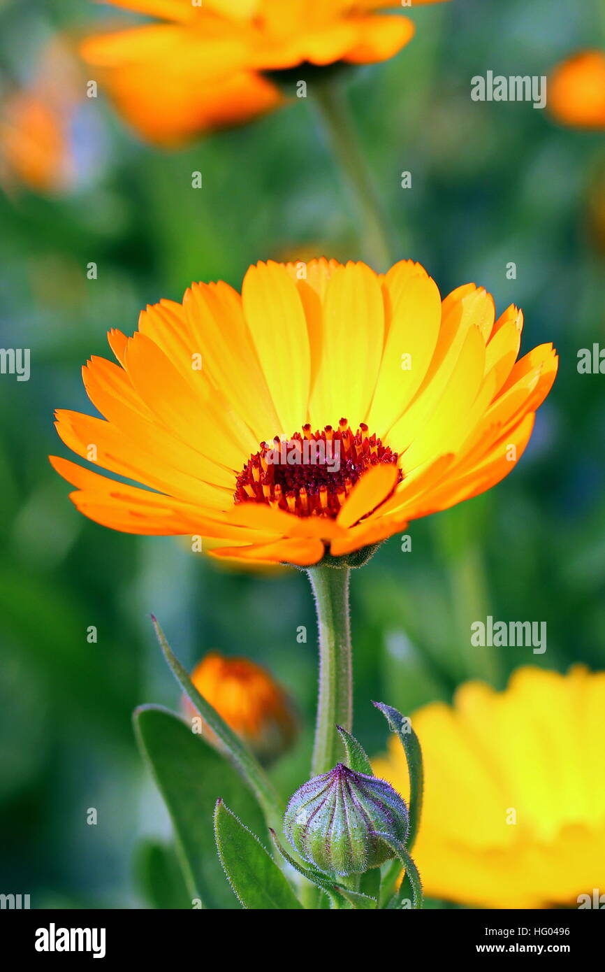 Flower in Park Stock Photo - Alamy