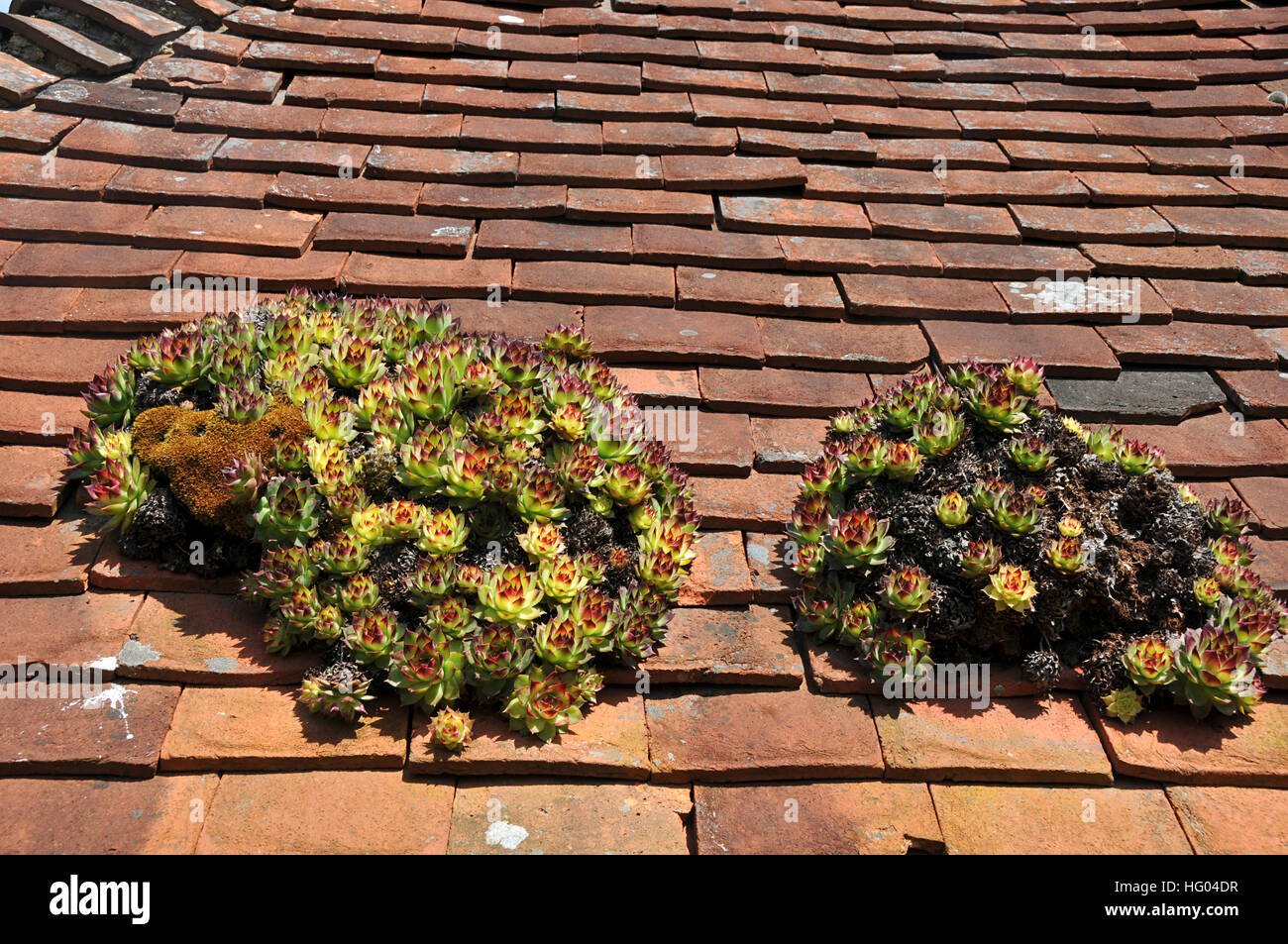 Plant the roof hi-res stock photography and images - Alamy