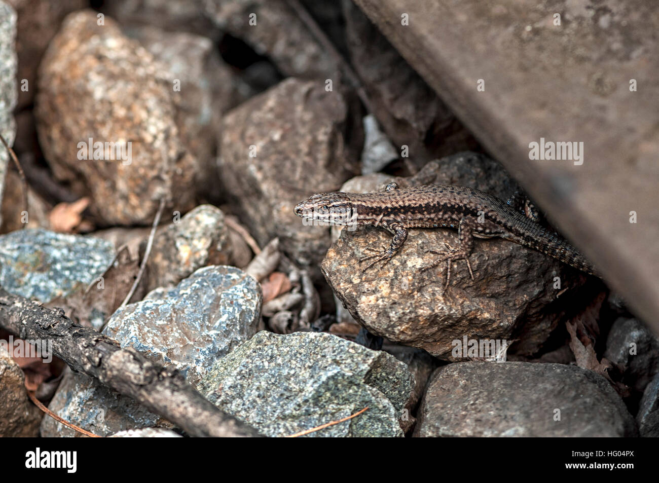 Lizard regenerating tail hi-res stock photography and images - Alamy