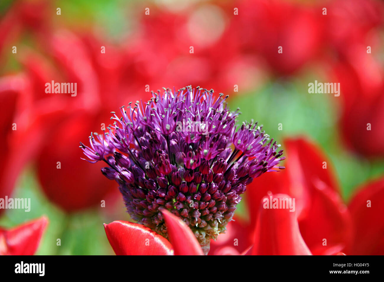 Flower of an onion surrounded by tulips Stock Photo - Alamy