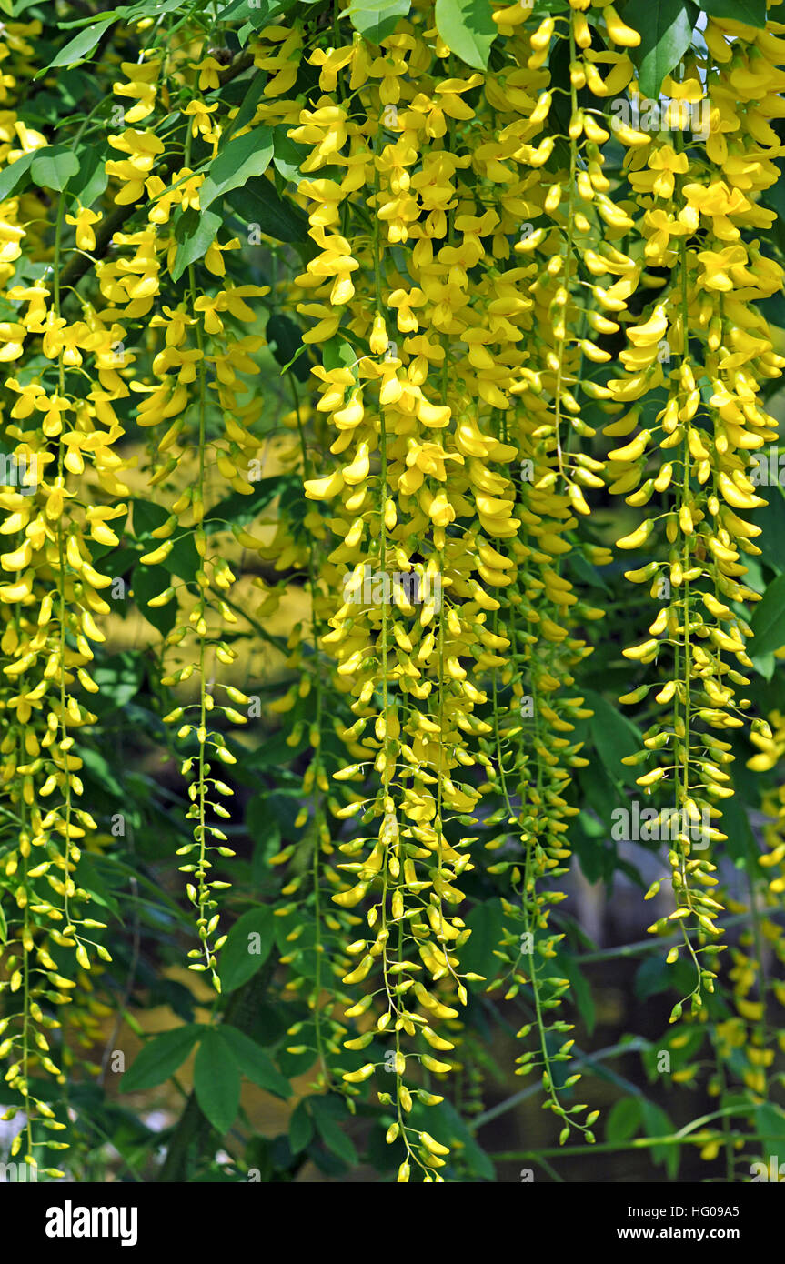 Laburnum watereri hi-res stock photography and images - Alamy