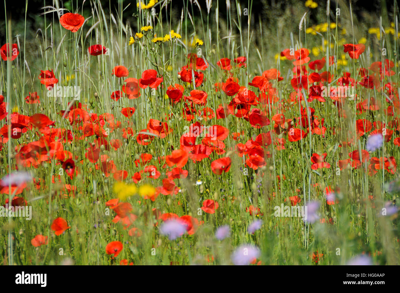 Field with poppy's Stock Photo - Alamy