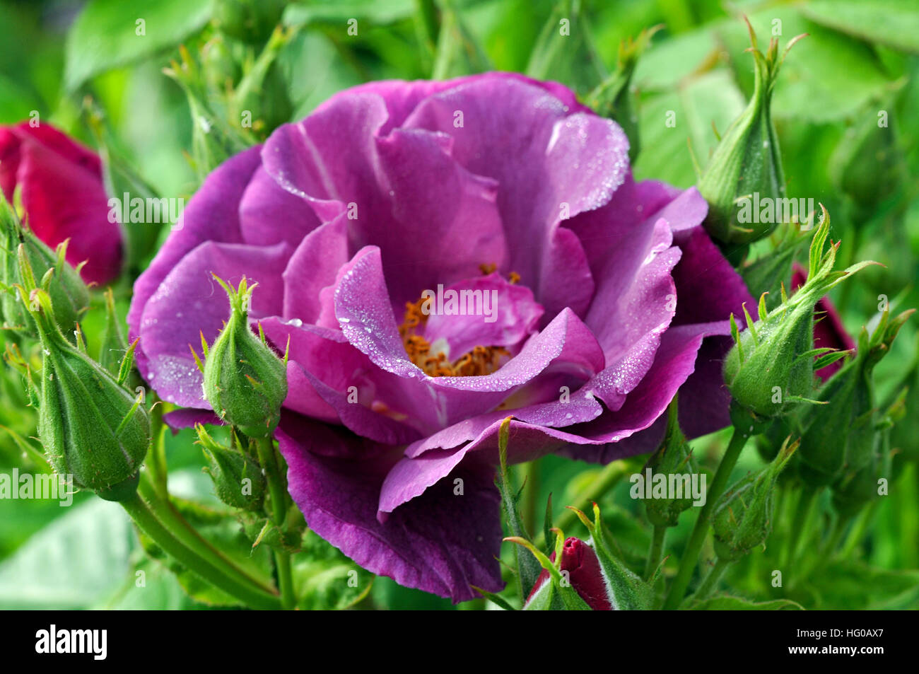Rosa 'Rhapsody in Blue' Stock Photo - Alamy