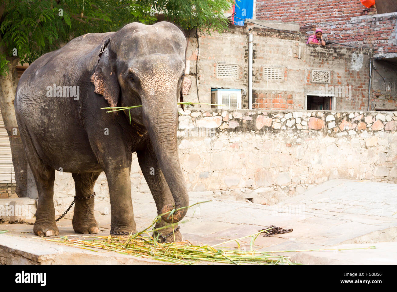 Indian elephant rest time jaipur hi-res stock photography and images ...