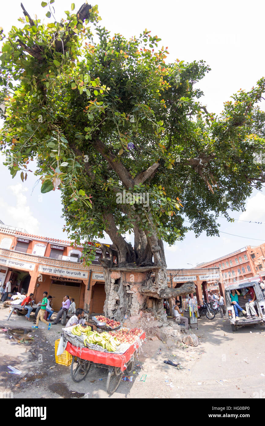 Big old tree in the city. Jaipur, Rajasthan, India Stock Photo - Alamy