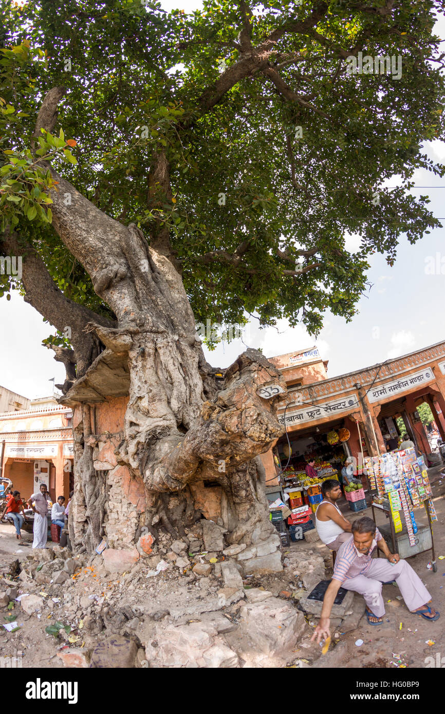Big old tree in the city. Jaipur, Rajasthan, India Stock Photo - Alamy