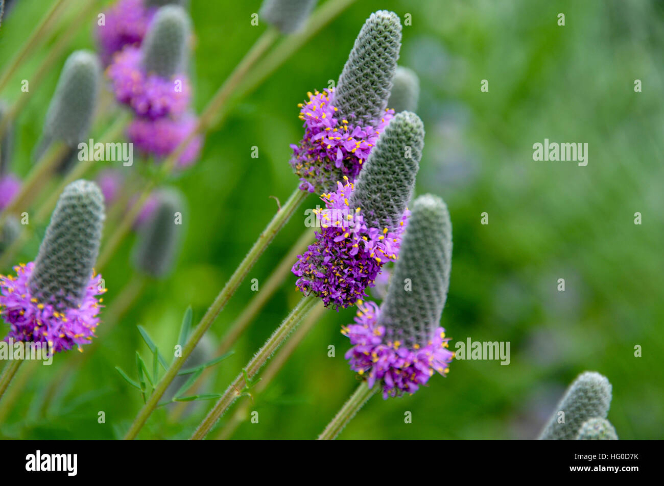 Dalea hi-res stock photography and images - Alamy