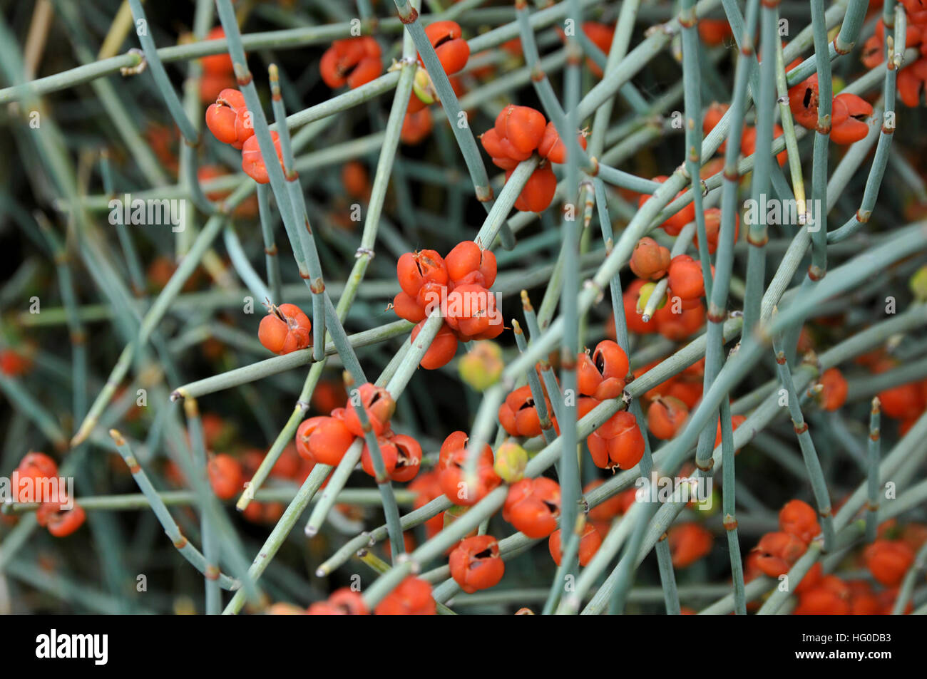 Ephedra hi-res stock photography and images - Alamy