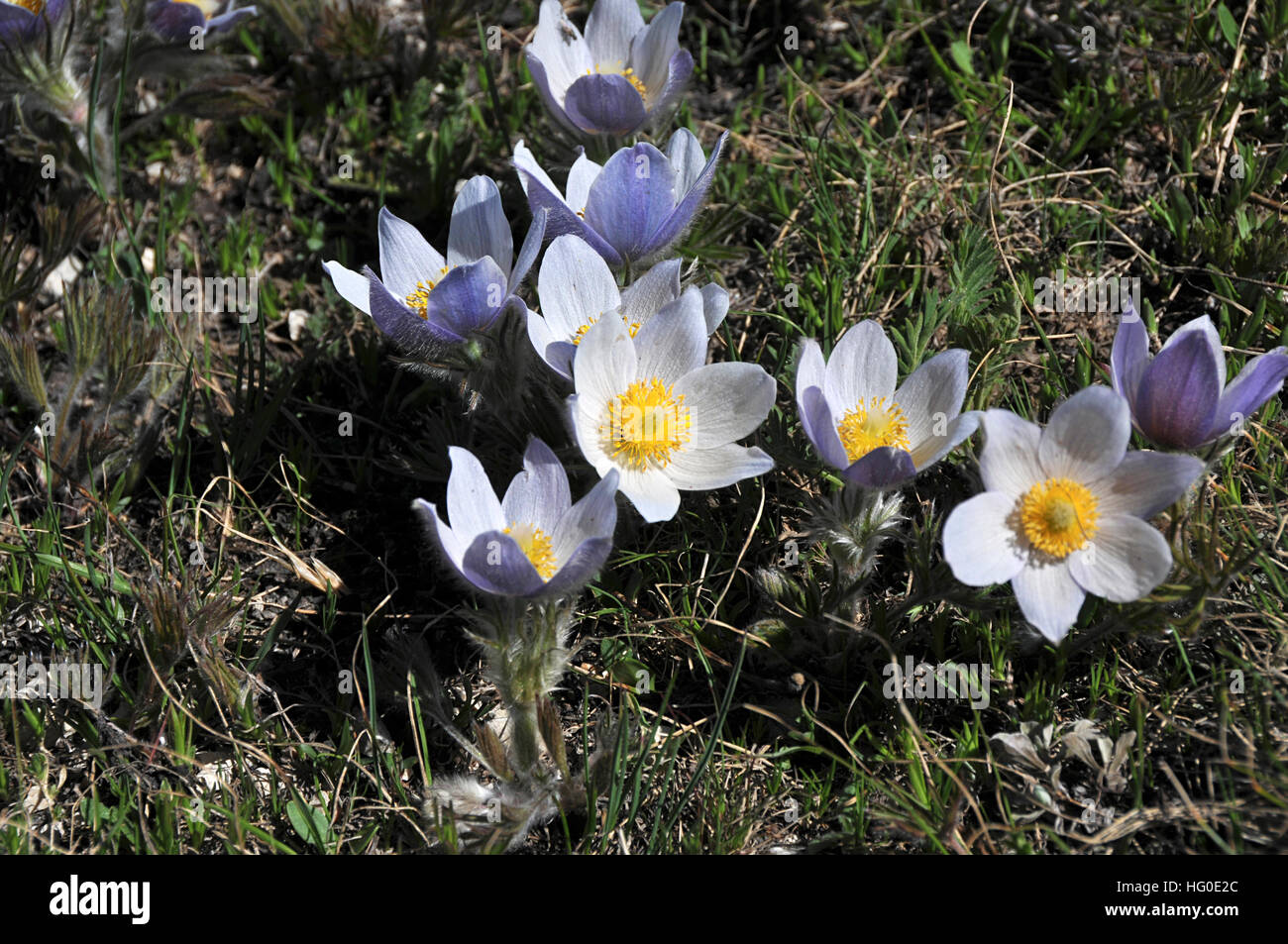 Anemone patens hi-res stock photography and images - Alamy
