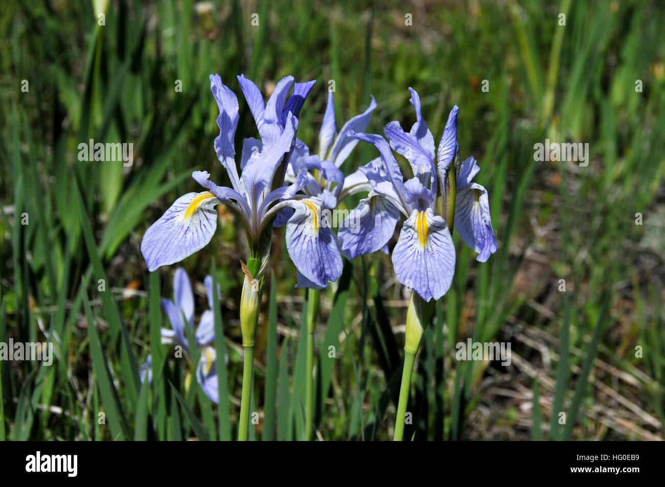 Iris missouriensis hi-res stock photography and images - Alamy
