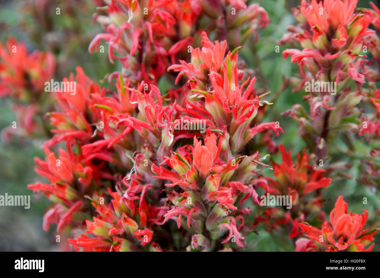 Castilleja linariaefolia hi-res stock photography and images - Alamy