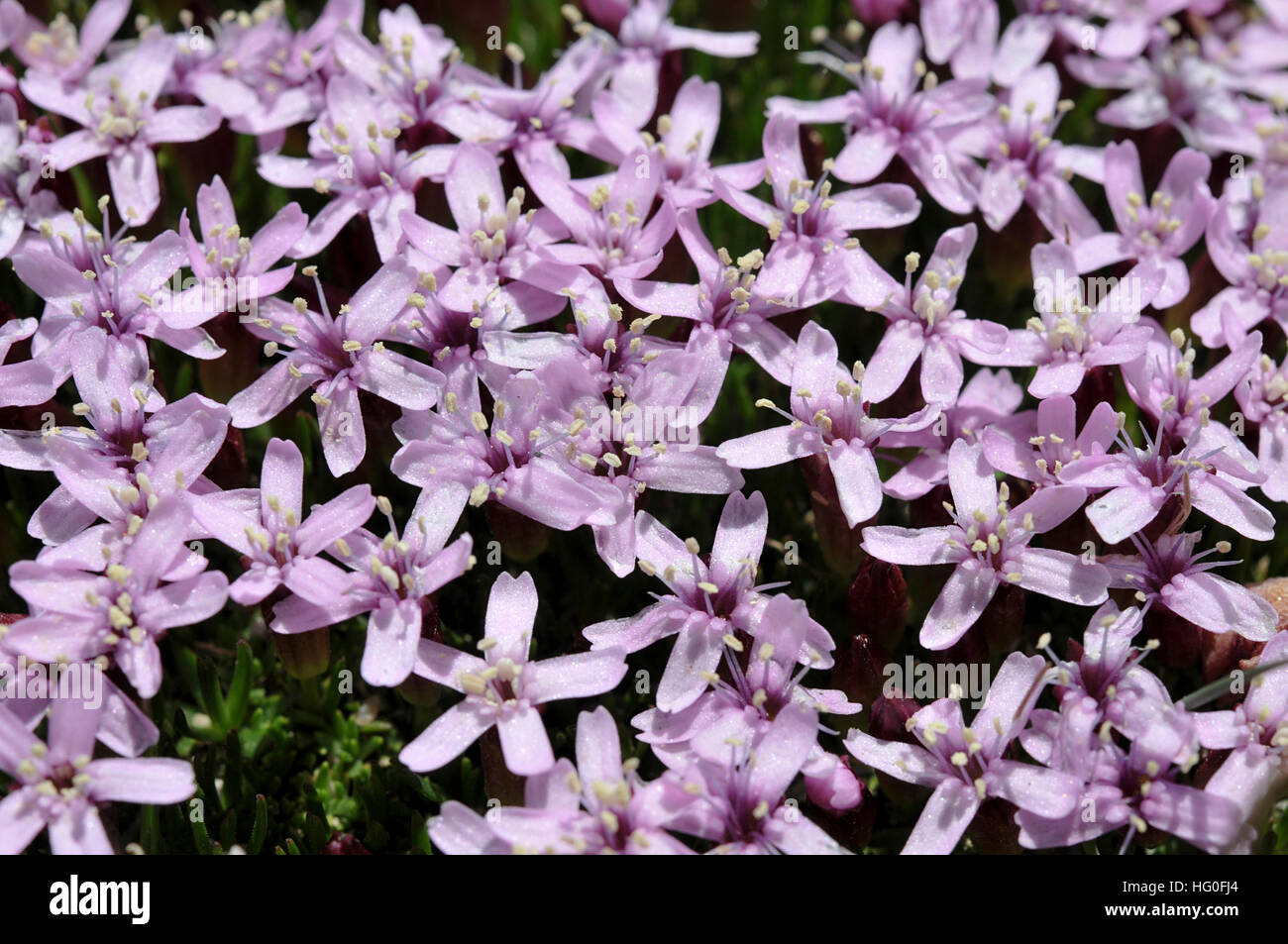 Silene acaulis summer hi-res stock photography and images - Alamy