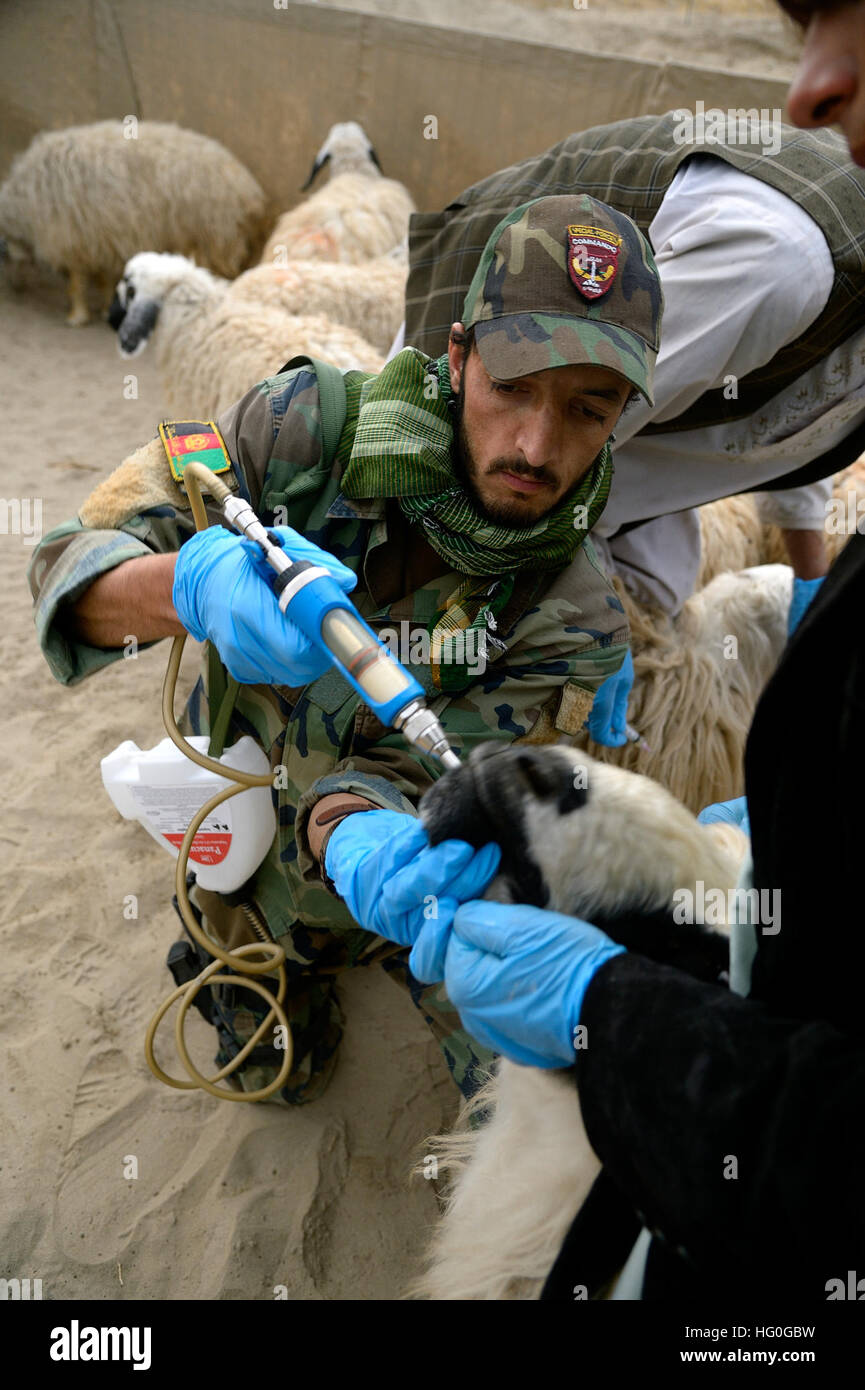 An Afghan National Army Special Forces (ANASF) medic applies deworming ...