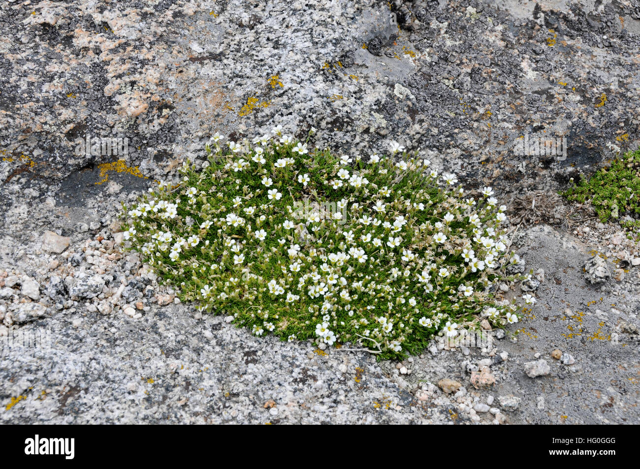 Scree garden plant hi-res stock photography and images - Alamy