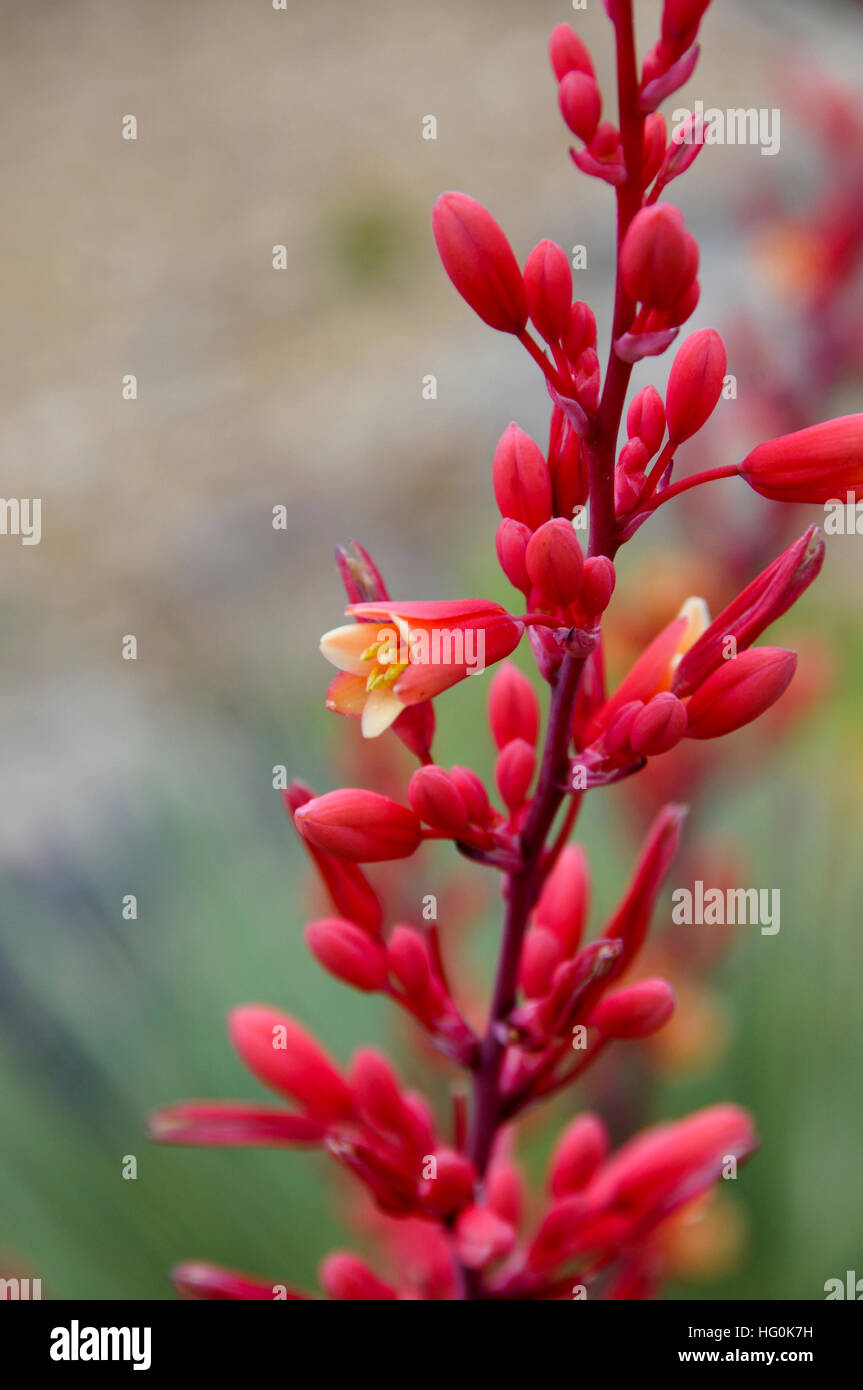 Hesperaloe parviflora hi-res stock photography and images - Alamy