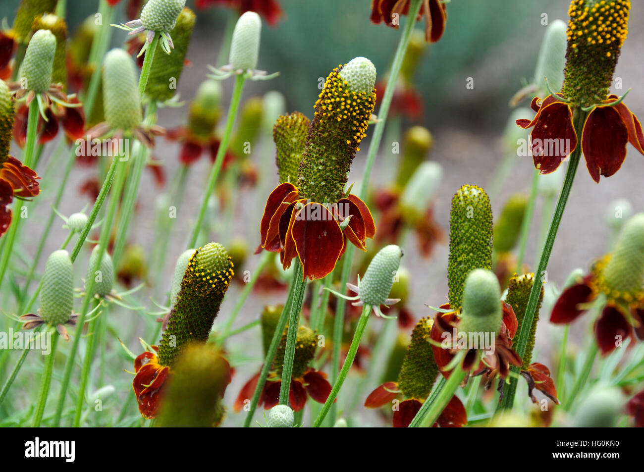 Flowers of the wild American plant Ratibida columnifera Stock Photo - Alamy