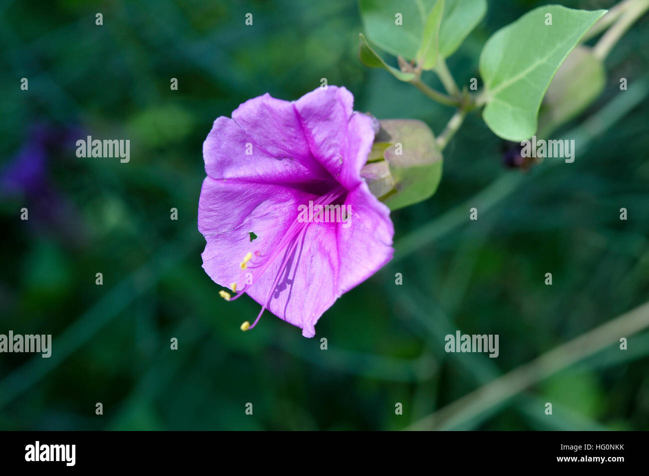 single flower of a garden plant Stock Photo - Alamy