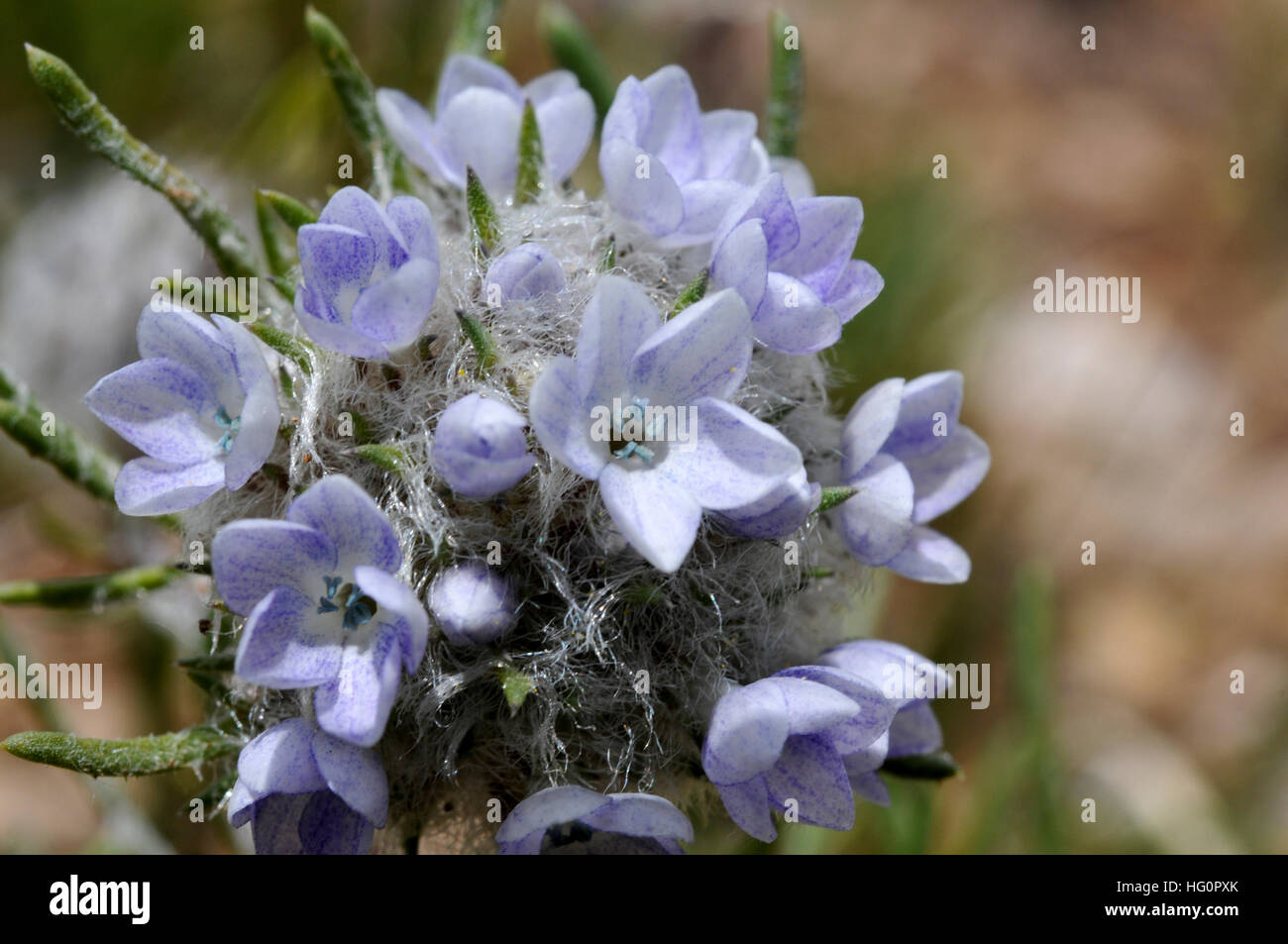 pale blue flowers of an American alpine plant Stock Photo - Alamy