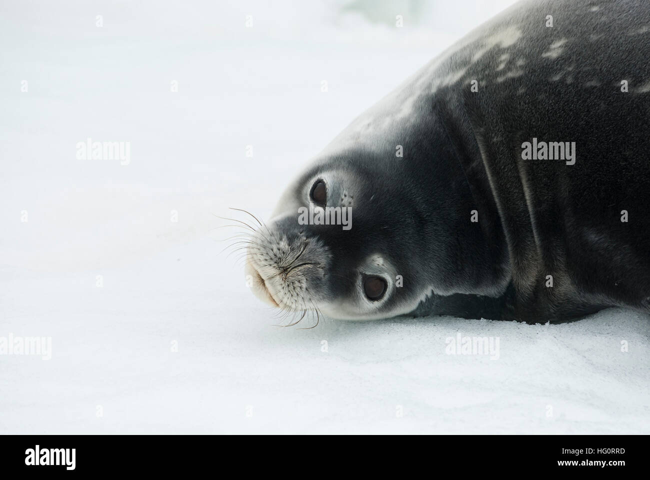 Weddell seals hi-res stock photography and images - Alamy