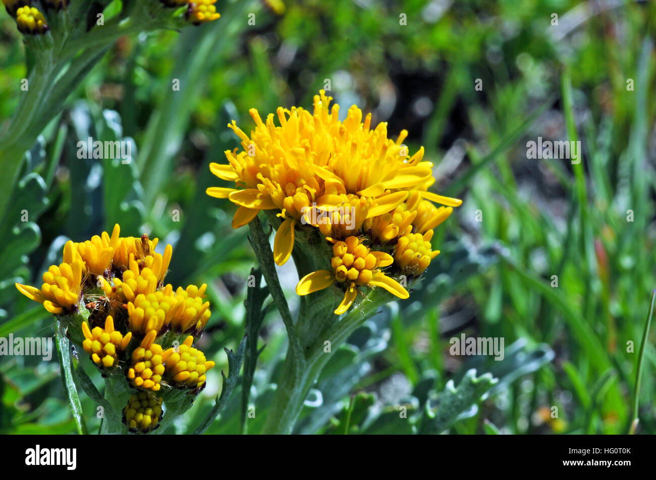 yellow flowers of an alpine plant Stock Photo - Alamy