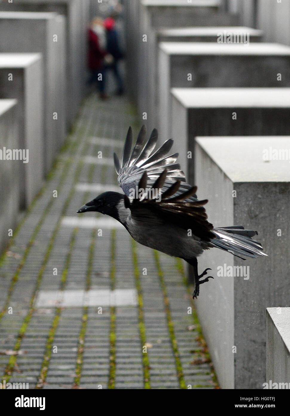 Berlin, Germany. 2nd Jan, 2017. A dun crow flies from one stele to ...
