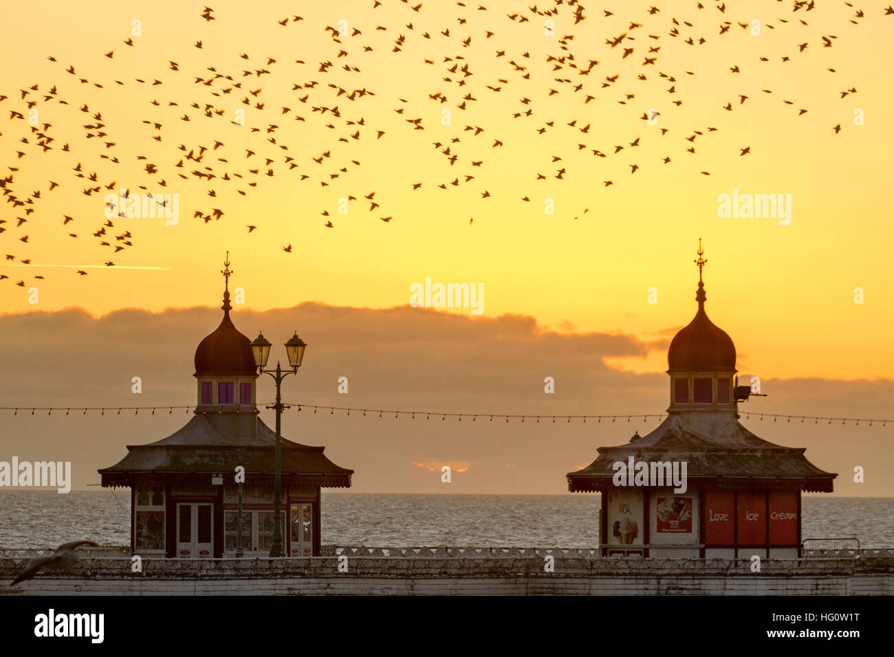flock fly animal starling flight swarm bird dusk murmuration blackpool ...