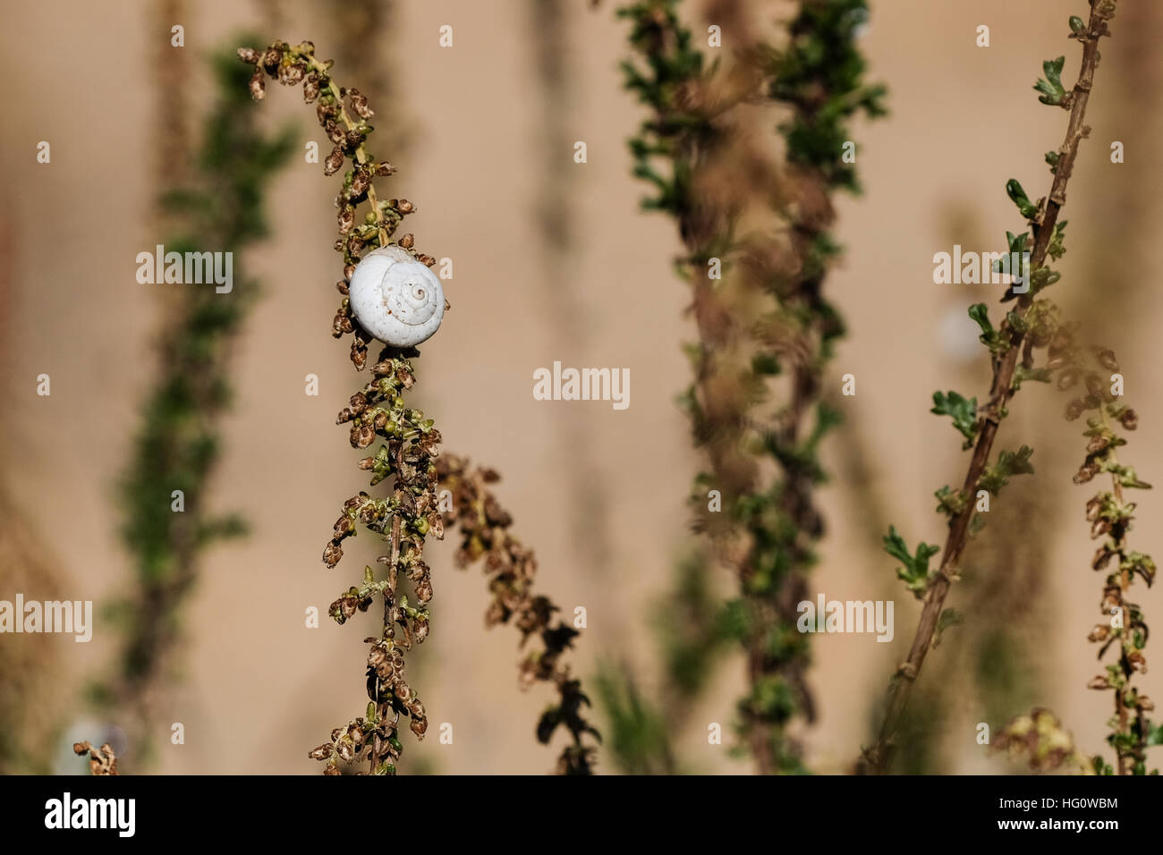 Ashdod, Israel. 2nd January, 2017. A snail rests on shrubbery in the ...