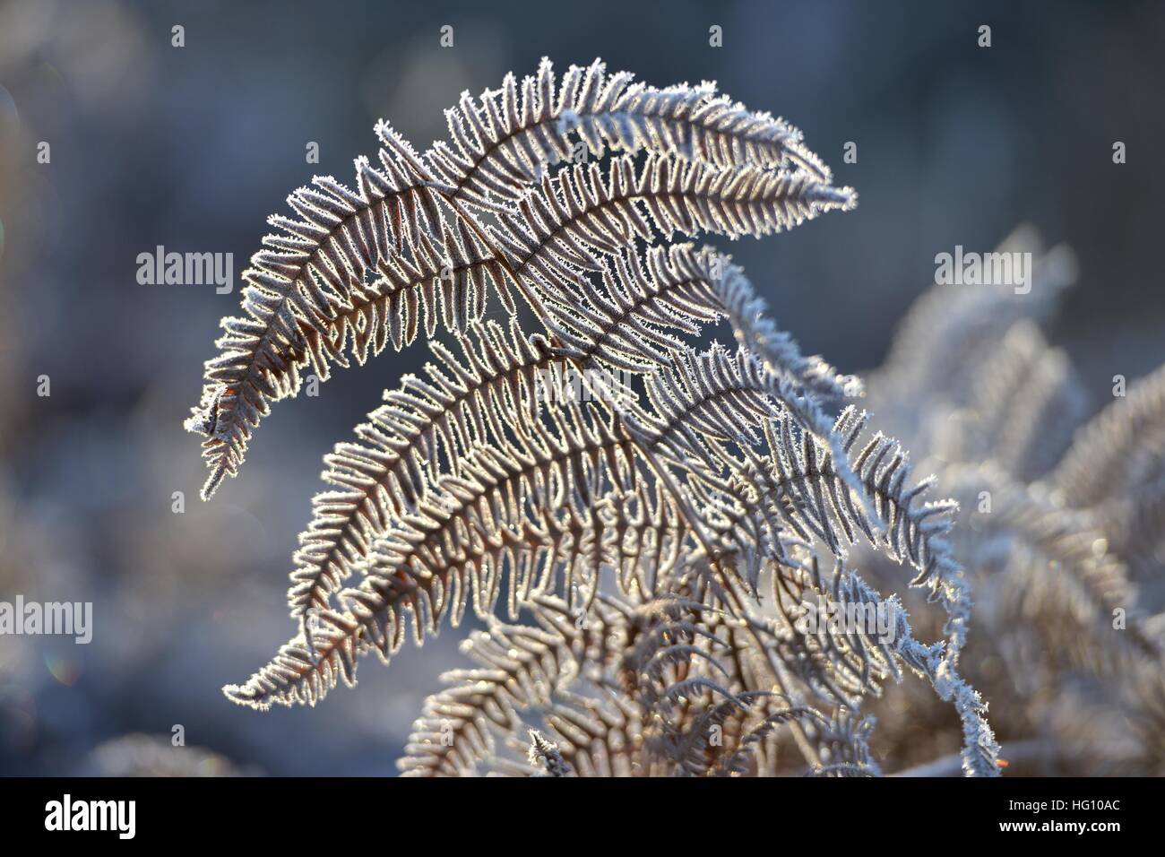 Peter bracken hi-res stock photography and images - Alamy