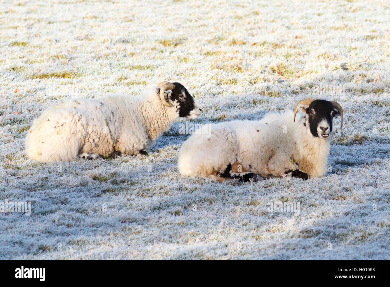 3rd January 2017. UK weather. Sheep graze in a frost covered field ...
