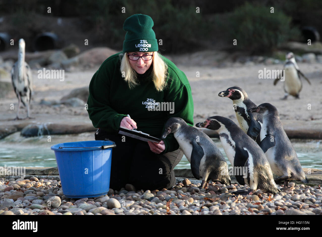 London Zoo, UK. 3rd Jan, 2017. Zookeeper Suzi Hyde counts the Penguins ...
