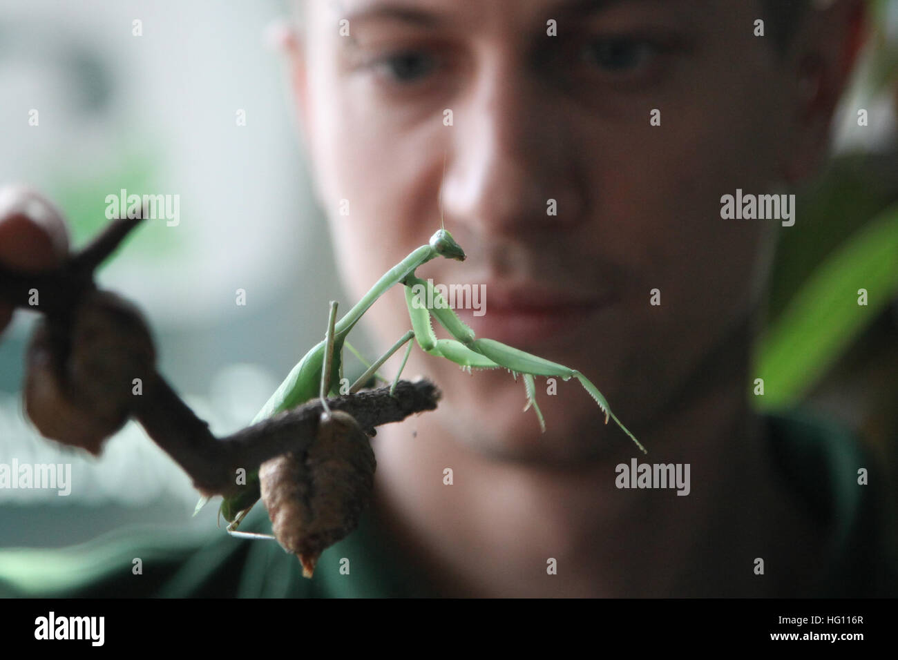 London Zoo, UK. 3 Jan 2017 Zookeeper Jamie Mitchell with Preying Mantis ...