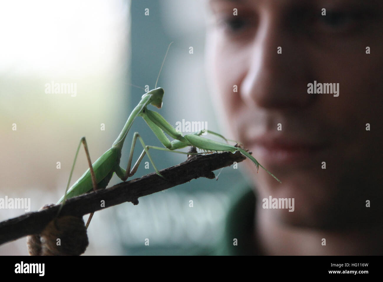London Zoo, UK. 3 Jan 2017 Zookeeper Jamie Mitchell with Preying Mantis ...
