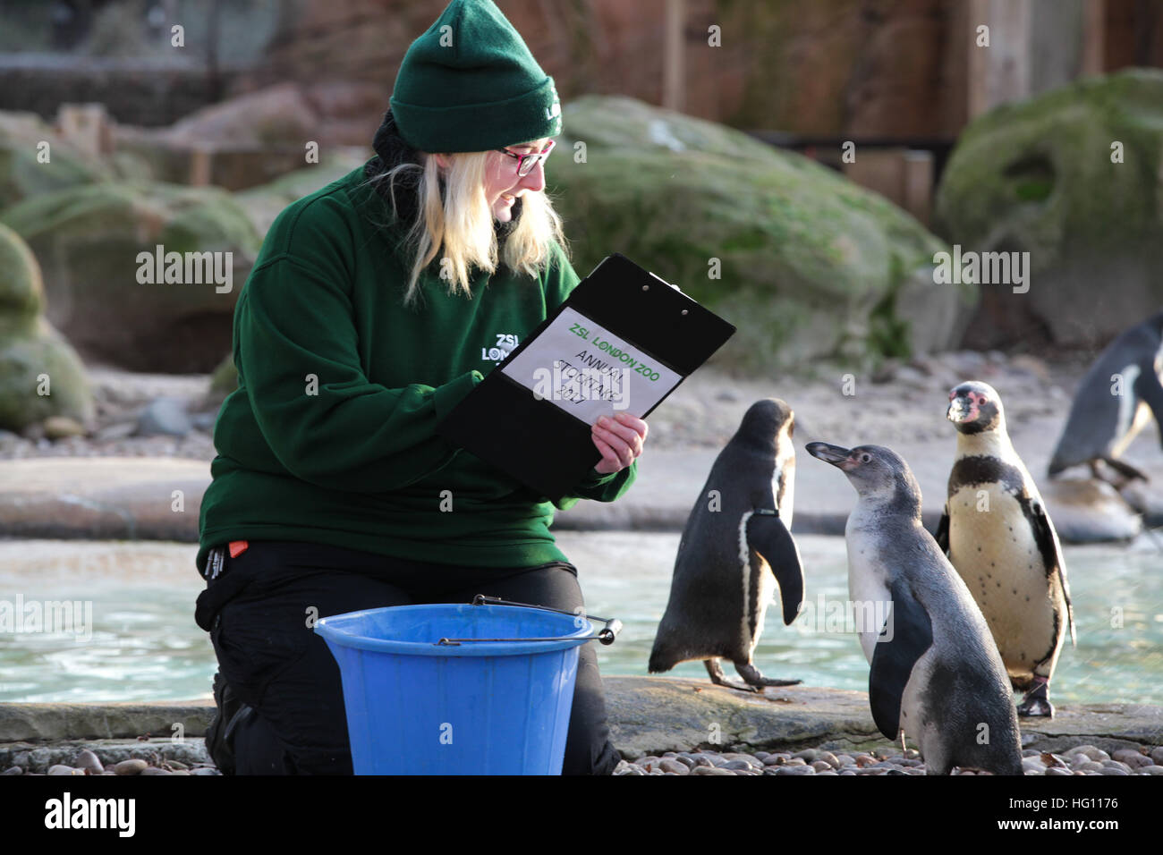 London Zoo, UK. 3rd Jan, 2017. Zookeeper Suzi Hyde counts the Penguins ...