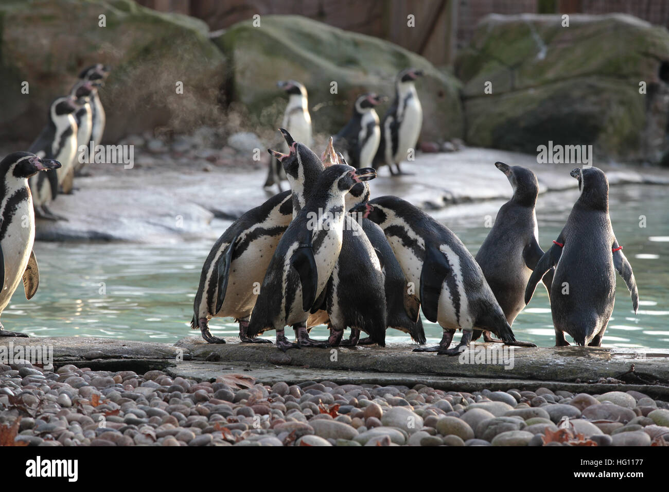 London Zoo, UK. 3rd Jan, 2017. Zookeeper Suzi Hyde counts the Penguins ...
